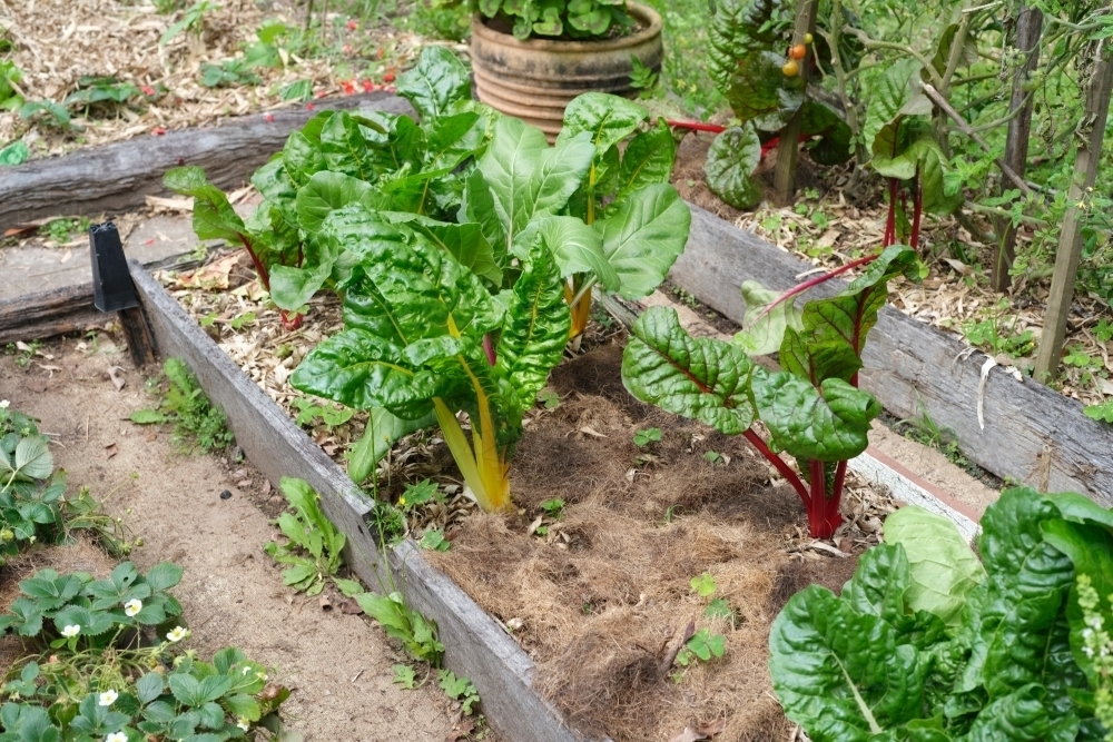 Image of Small backyard garden patch - Austockphoto