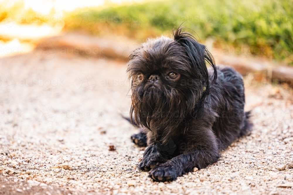 Image of Small black Brussels Griffon breed dog relaxing on gravel ...