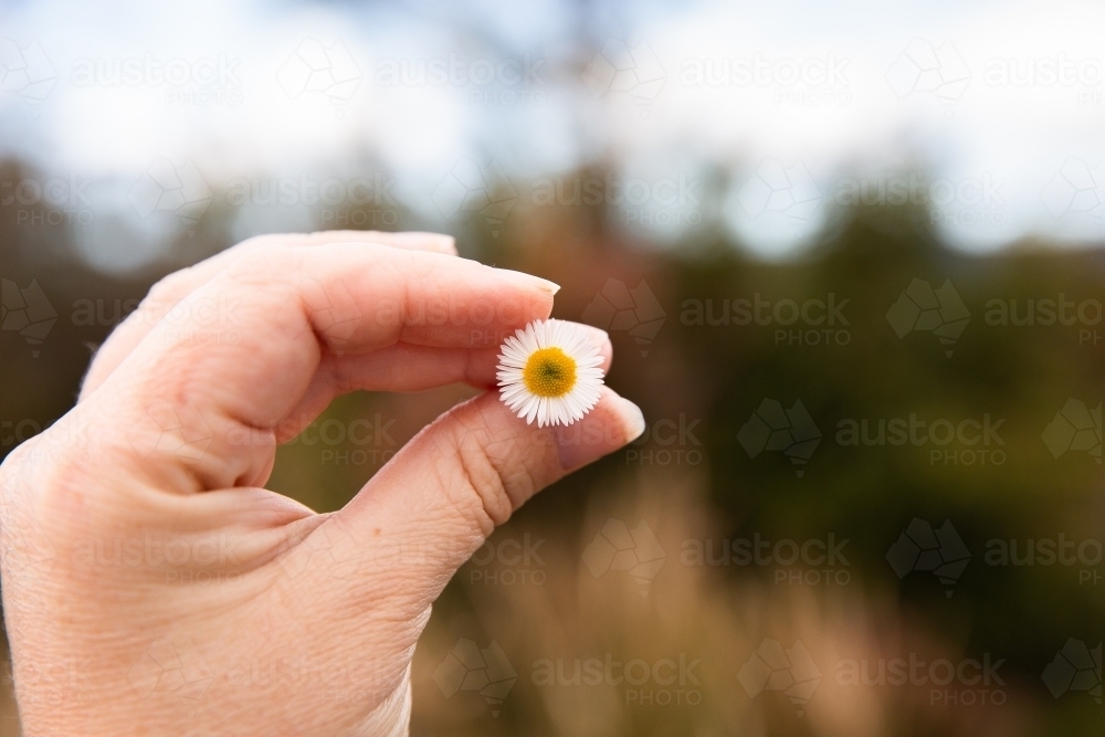 Image of small daisy held between fingers - Austockphoto