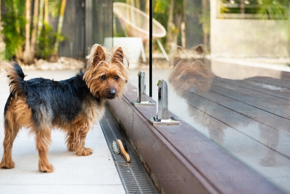 Image of small dog standing near pool fence - Austockphoto