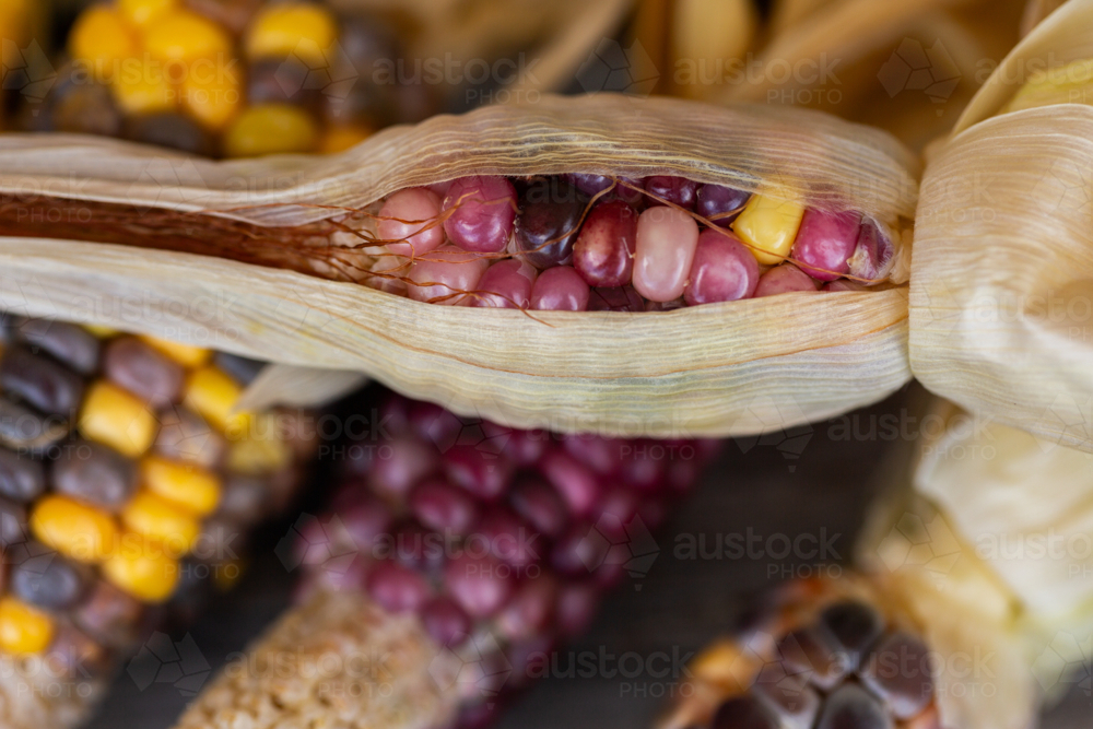 Image of Small ear of colourful heirloom popping corn freshly harvested ...