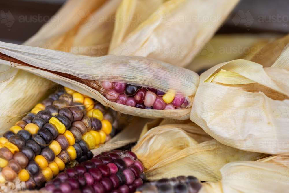 Image of Small ear of colourful heirloom popping corn freshly harvested ...