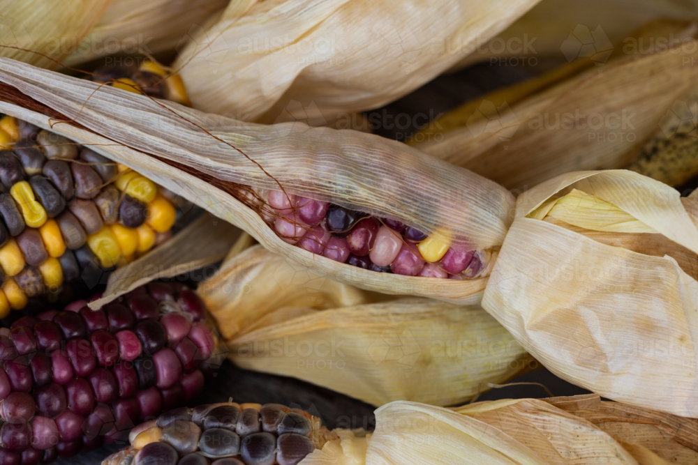 Image of Small ear of colourful heirloom popping corn freshly harvested ...