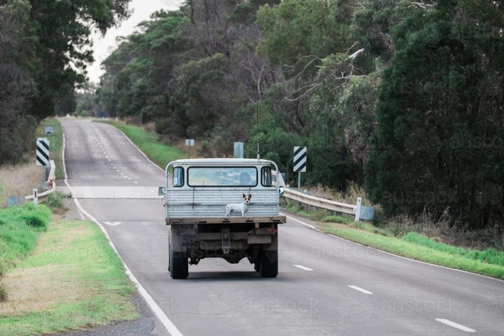 Image of Small farm dog travelling on the back of a ute on a country ...
