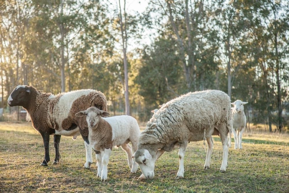 Image of Small flock of sheep in a paddock on a cold sunlit morning ...