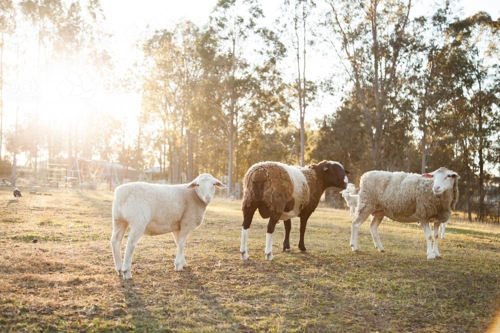 Image of Small flock of sheep in a paddock on a cold sunlit morning ...