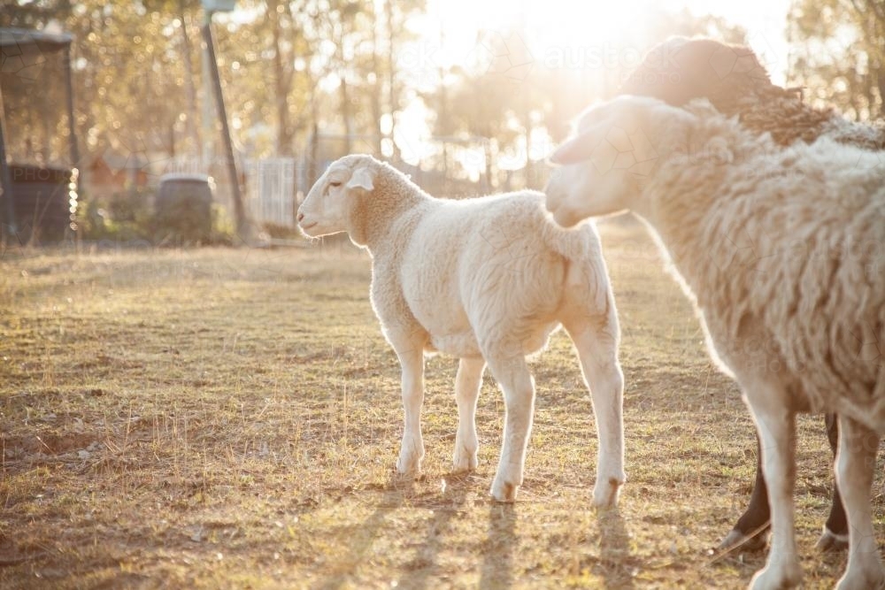 Image of Small flock of sheep in a paddock on a cold sunlit morning ...