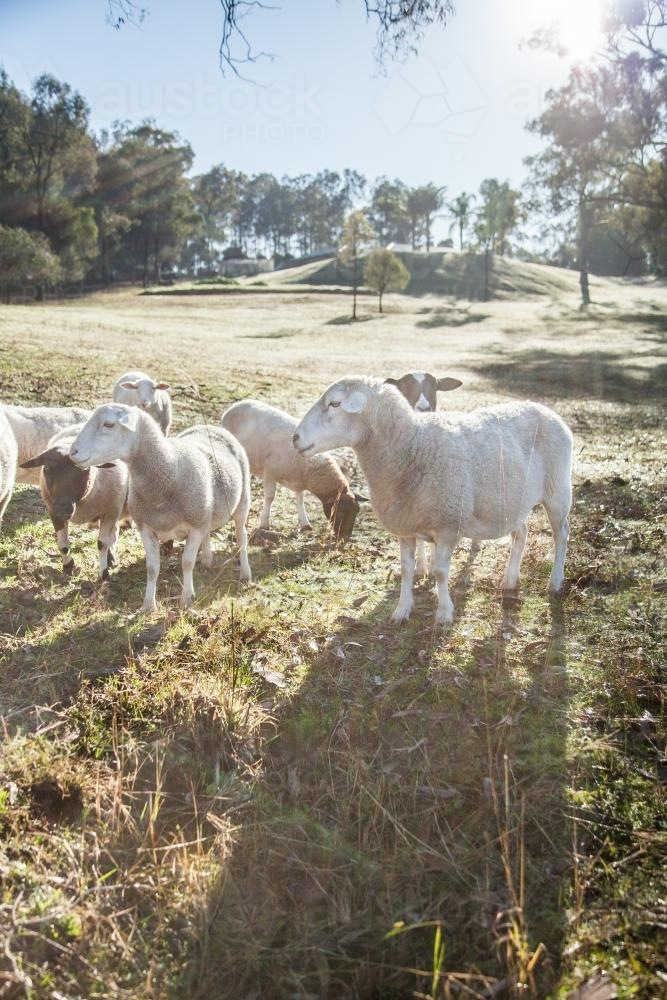 Image of Small flock of sheep in a paddock on a winter morning ...