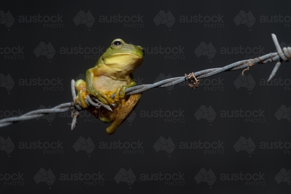 Image of Small Green Tree Frog on barb wire fence - Austockphoto