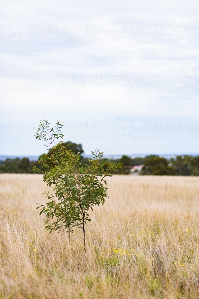 Image of Small gum tree in paddock of long grass on overcast day ...