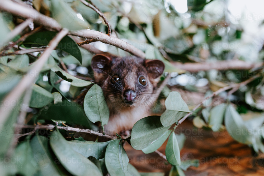 Image of Small possum sticking out its head from cutdown branch of tree ...