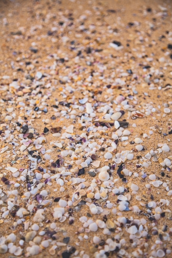 Image of Small shells, rocks and sand on the beach - Austockphoto