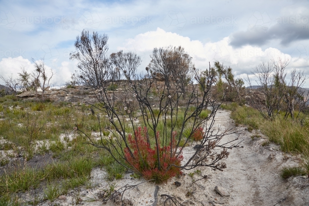 Image of Small shrub regrowth after fire - Austockphoto