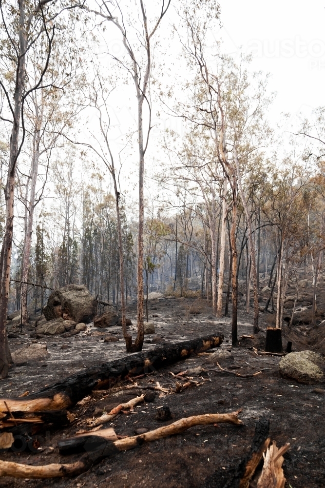 Image of Smoke and charred forest and logs black after backburning ...