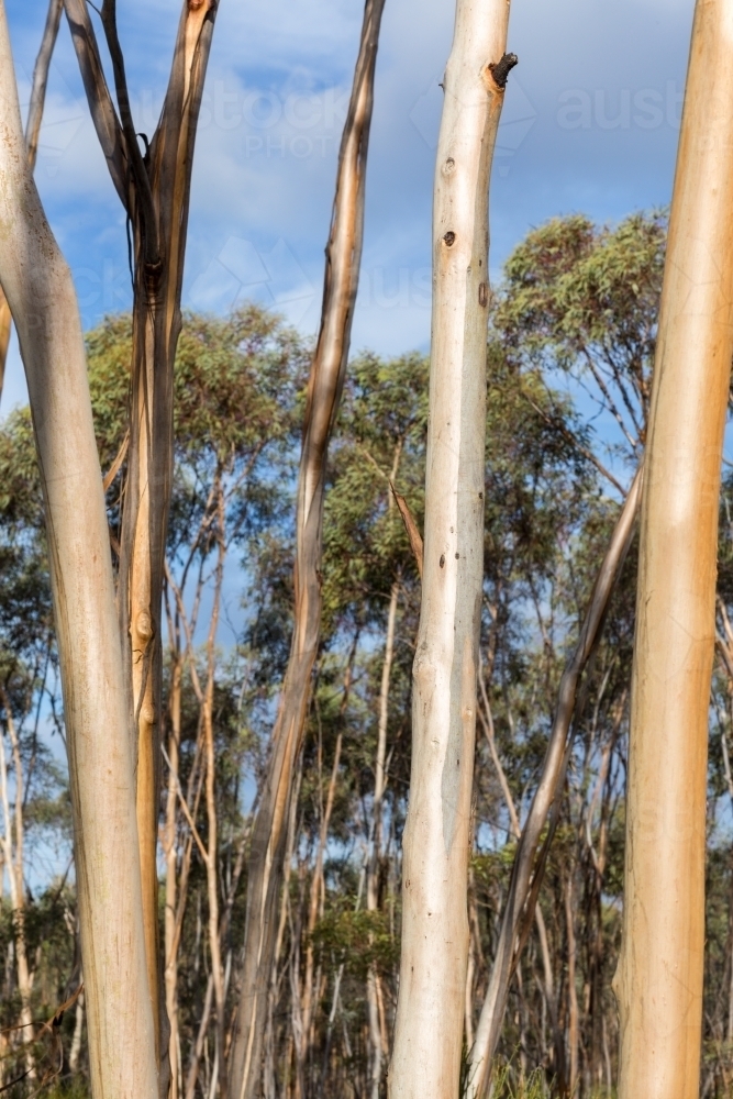 Image of Smooth trunks of young gimlet mallee trees in woodland ...