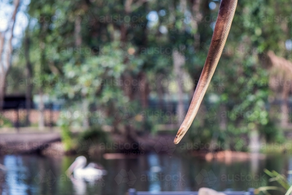 Image of Snake hanging in front of water reserve - Austockphoto