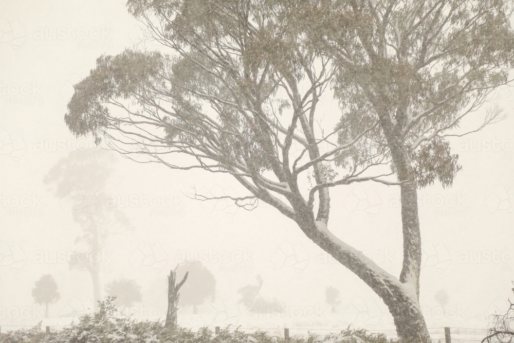 Image of Snow covered gum tree, winter in the Australian bush ...