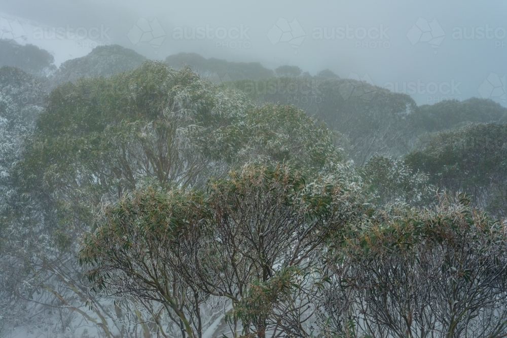 Image of Snow Gum trees - Austockphoto