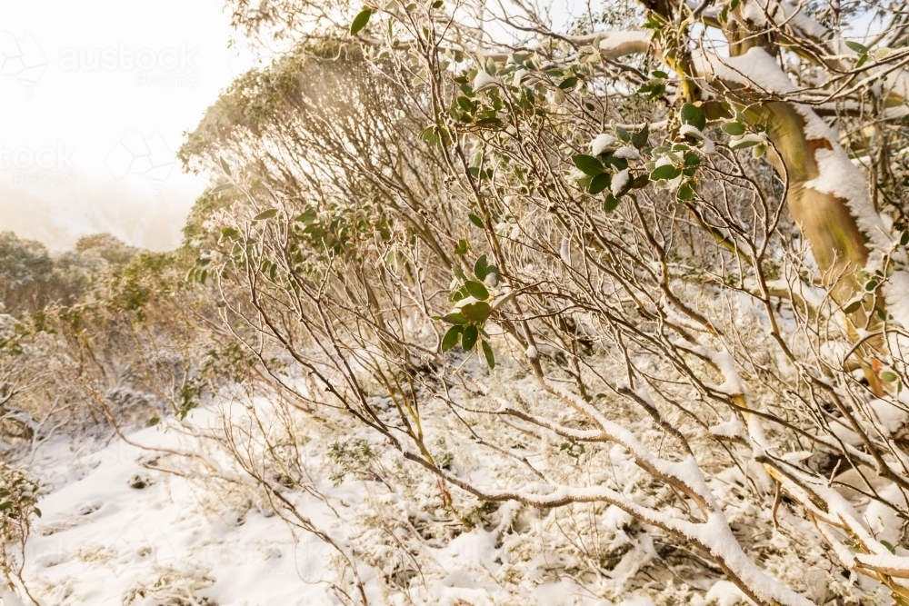 Image of snow gum with snow - Austockphoto