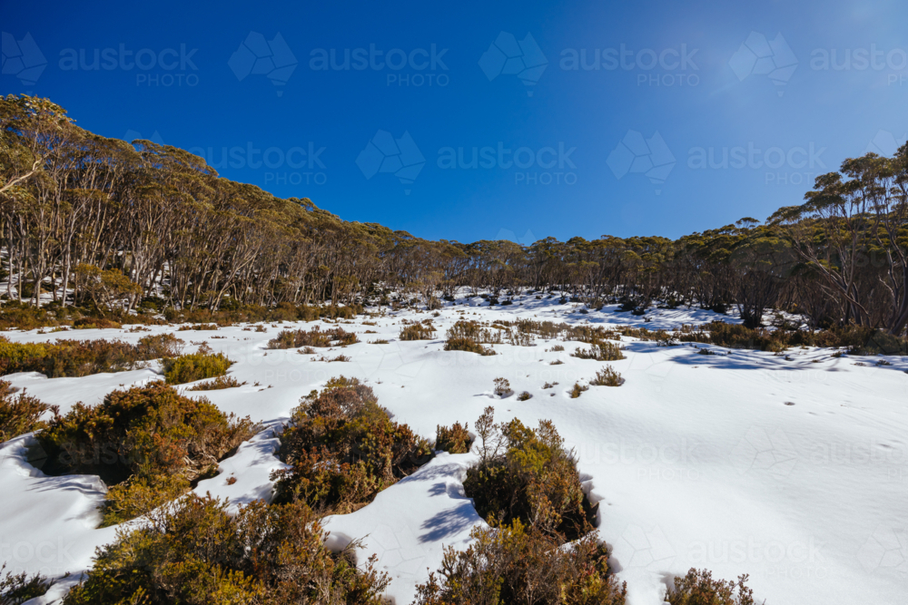 Image of Snow landscape amongst surrounding snow gum trees on a warm ...
