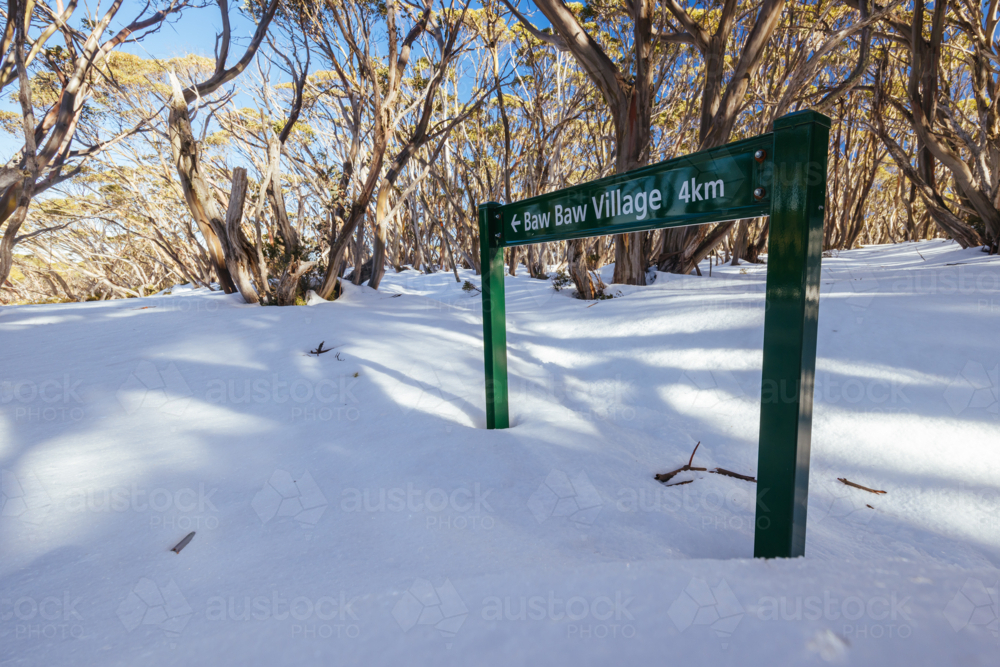 Image of Snow landscape amongst surrounding snow gum trees on a warm ...