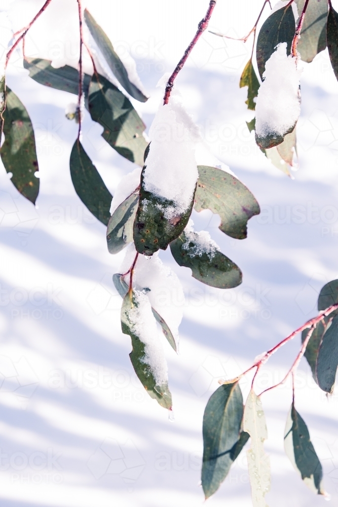 Image of Snow on gum leaves. - Austockphoto