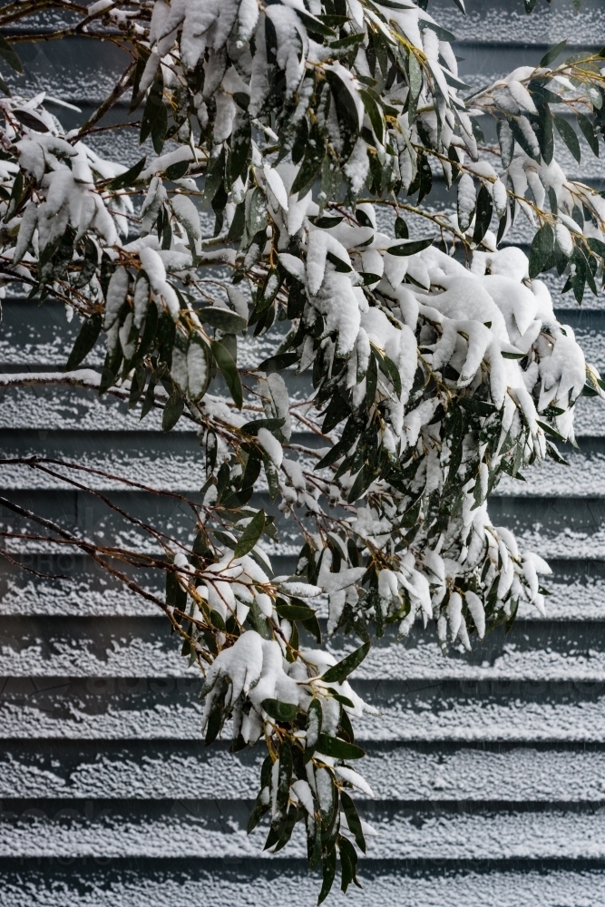 Image of snow on gum leaves - Austockphoto