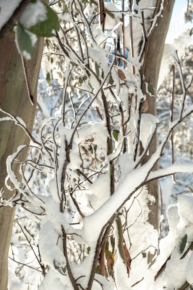 Image of Snow on gum trees. - Austockphoto