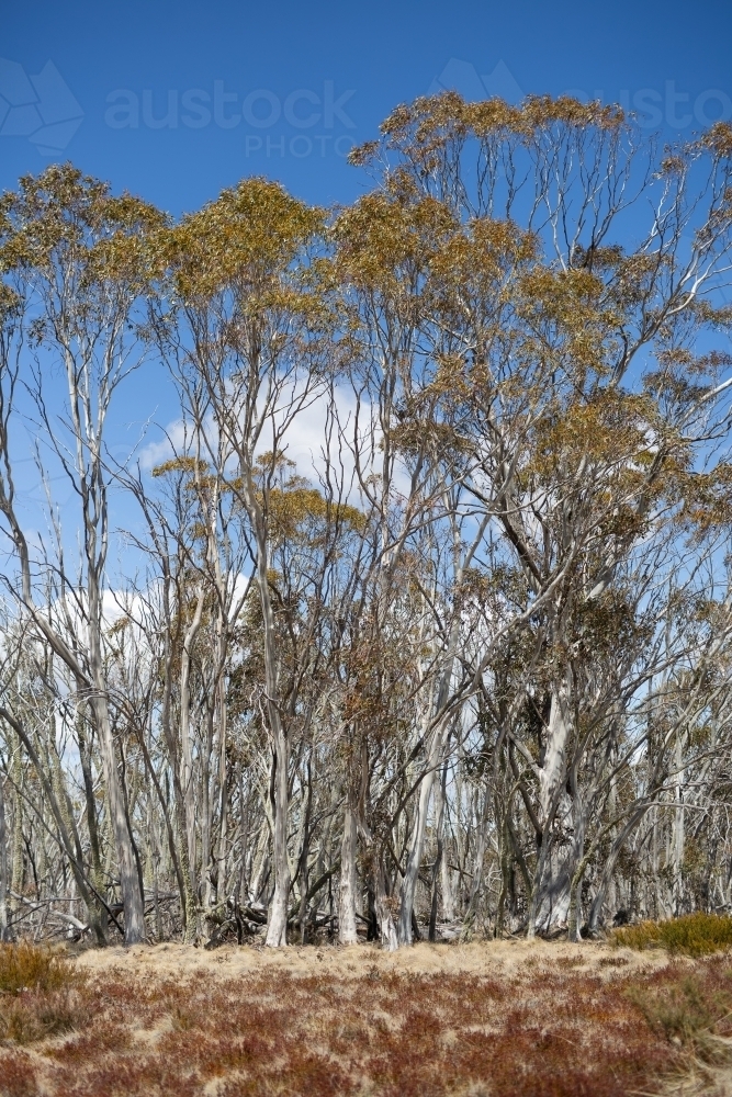 Image of Snowy Mountain woodland and grassland showing the intersection ...