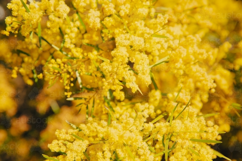 Image of so much wattle - Austockphoto