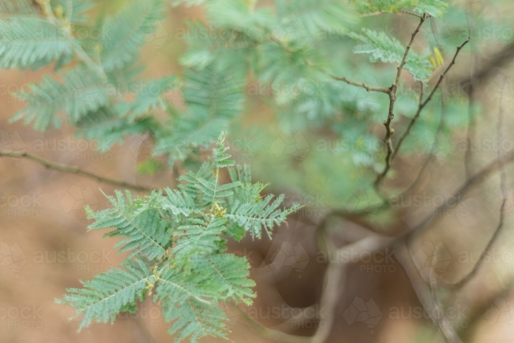 Image of soft light on wattle leaves - Austockphoto