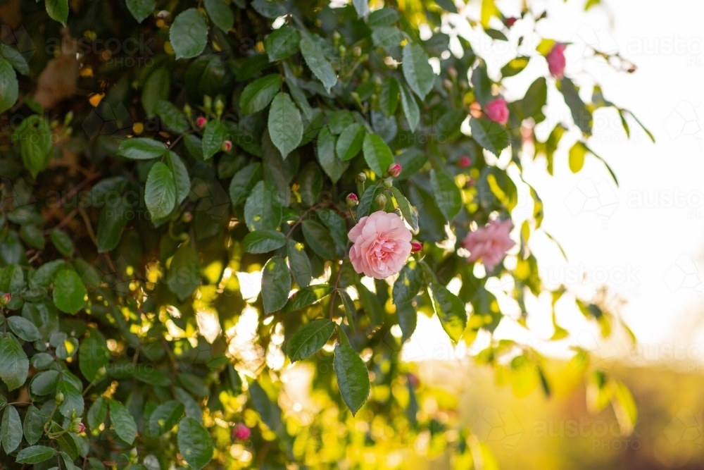 Image of Soft morning light through rose bush with pink roses ...
