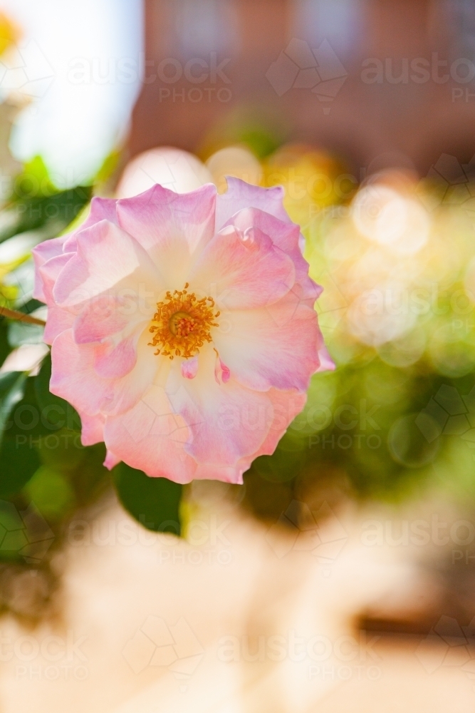 Image of Soft pink rose - Austockphoto
