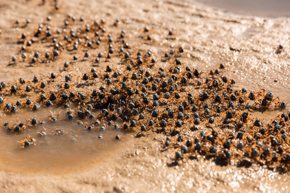 Image of soldier crabs crawling through a tide pool - Austockphoto