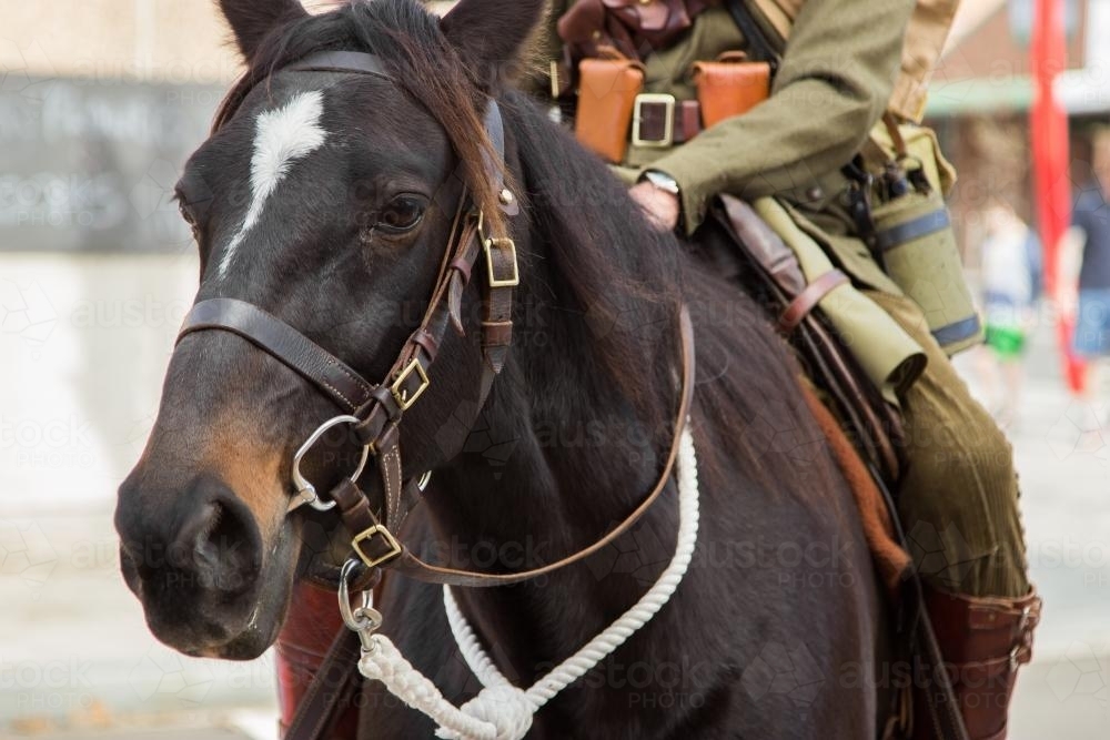 Image of Soldier riding a horse in the ANZAC Day parade - Austockphoto
