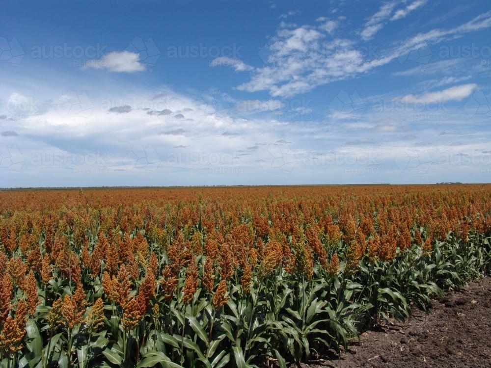 Image of Sorghum crop in a paddock - Austockphoto