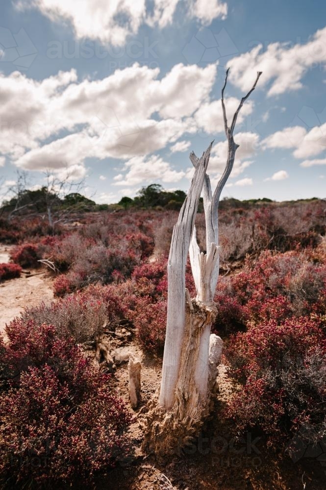Image of South Australian outback scene, what looks like an old salt ...