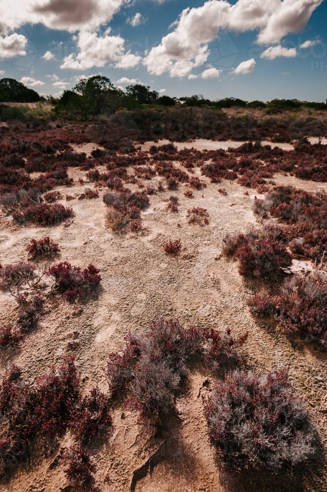 Image of South Australian outback scene, what looks like an old salt ...