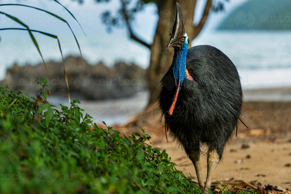 Image of Southern Cassowary in the wild - Austockphoto