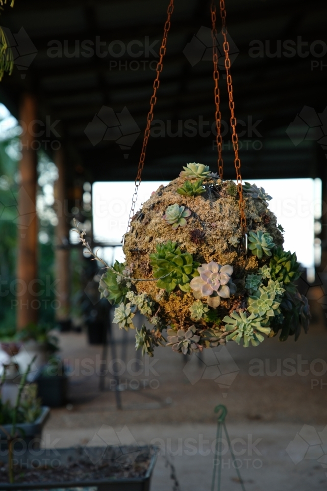 Image of Spherical hanging planter adorned with various succulent ...