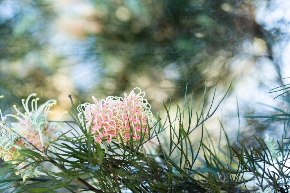 Image of Spider flower on native grevillea plant - Austockphoto