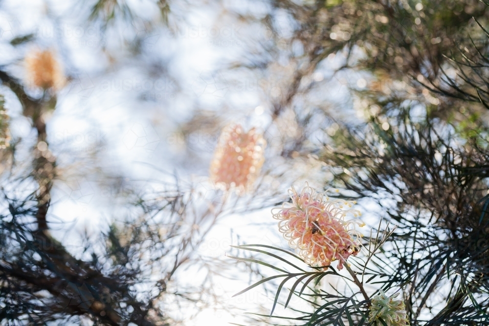 Image of Spider flower on native grevillea plant - Austockphoto
