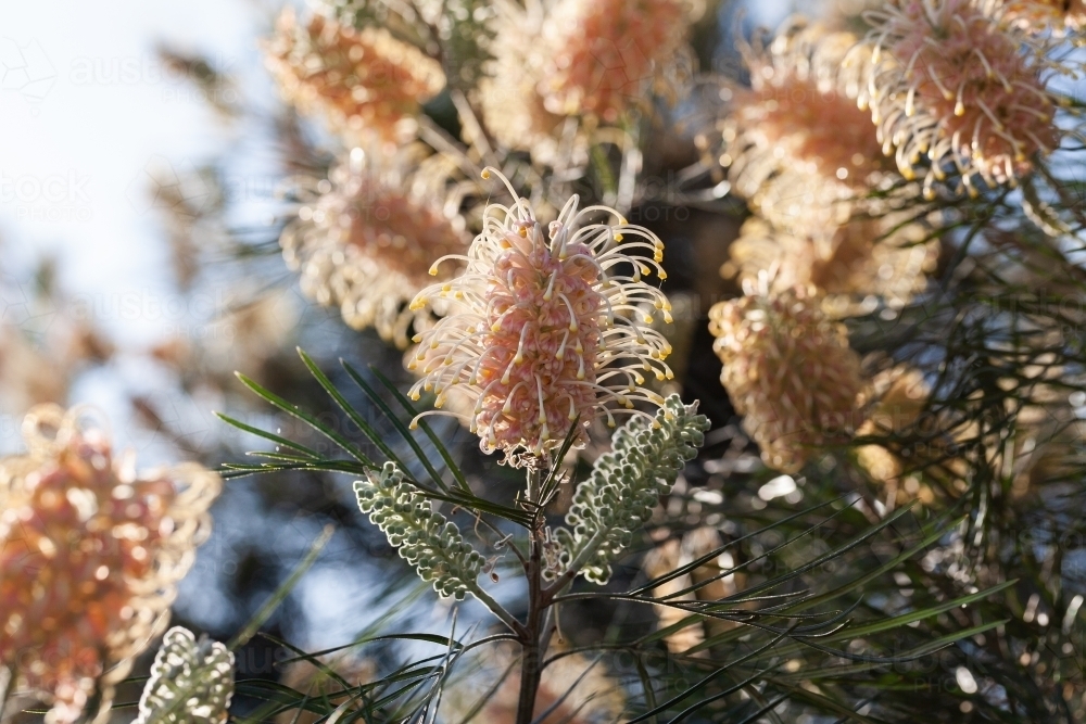 Image of Spider flower on native grevillea plant - Austockphoto