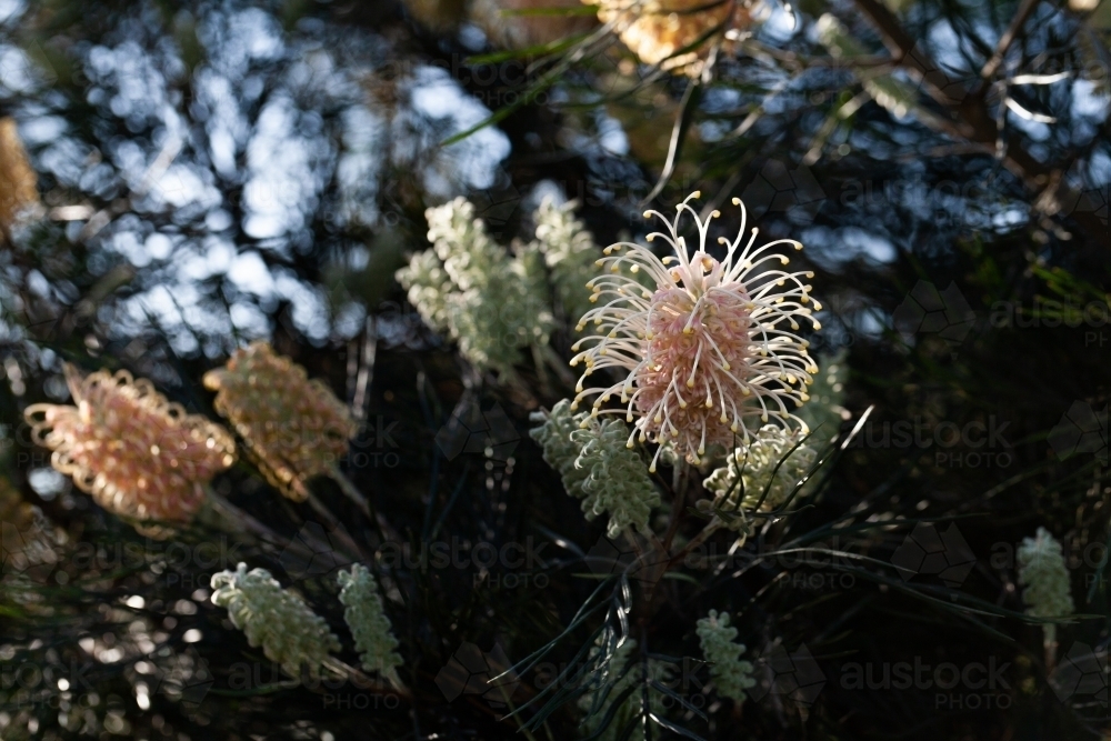 Image of Spider flower on native grevillea plant - Austockphoto