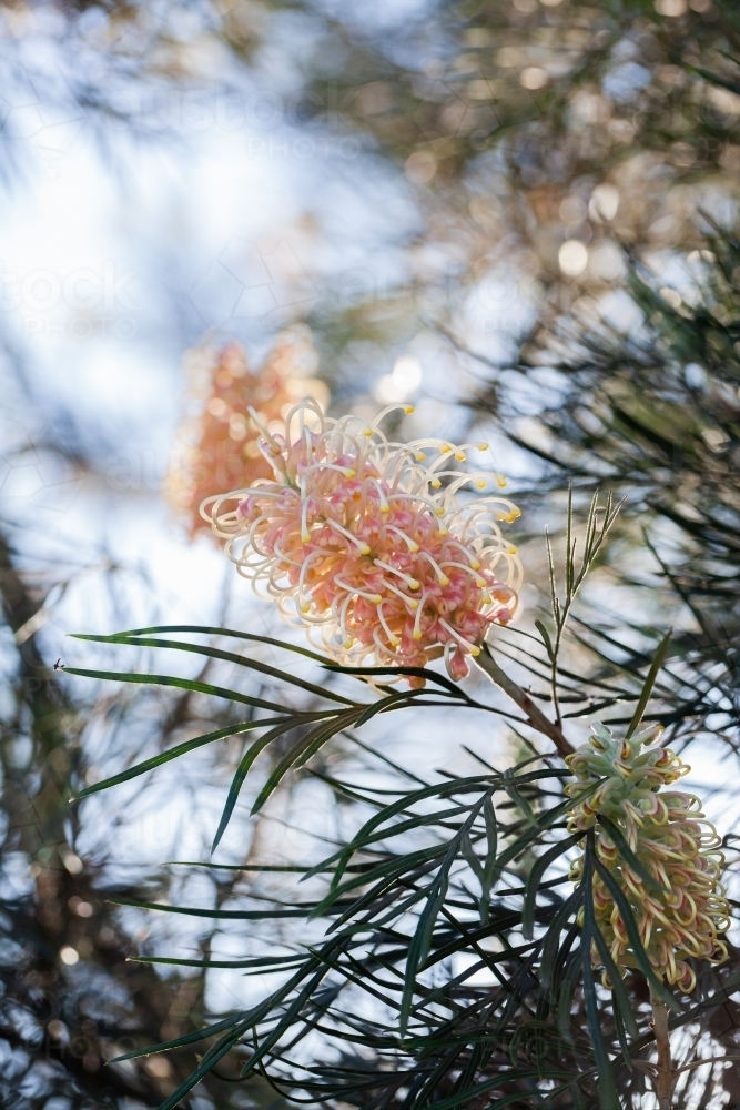 Image of Spider flower on native grevillea plant - Austockphoto