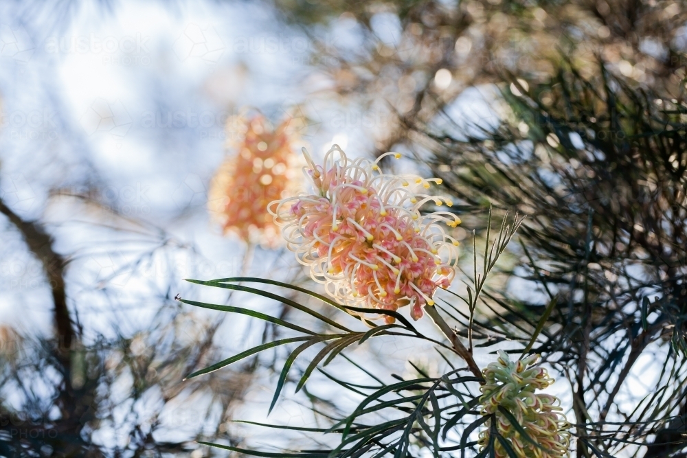Image of Spider flower on native grevillea plant - Austockphoto
