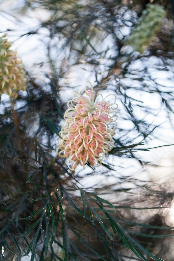 Image of Spider flower on native grevillea plant - Austockphoto