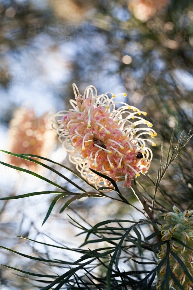 Image of Spider flower on native grevillea plant with a bee - Austockphoto