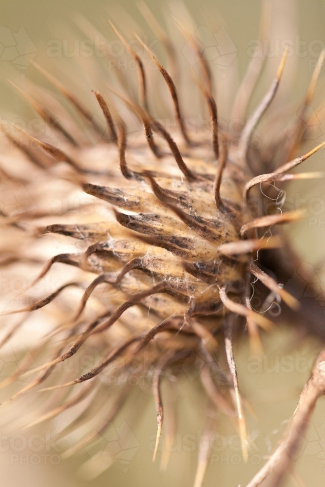 Image of Spikes on a dried thistle seed head - Austockphoto