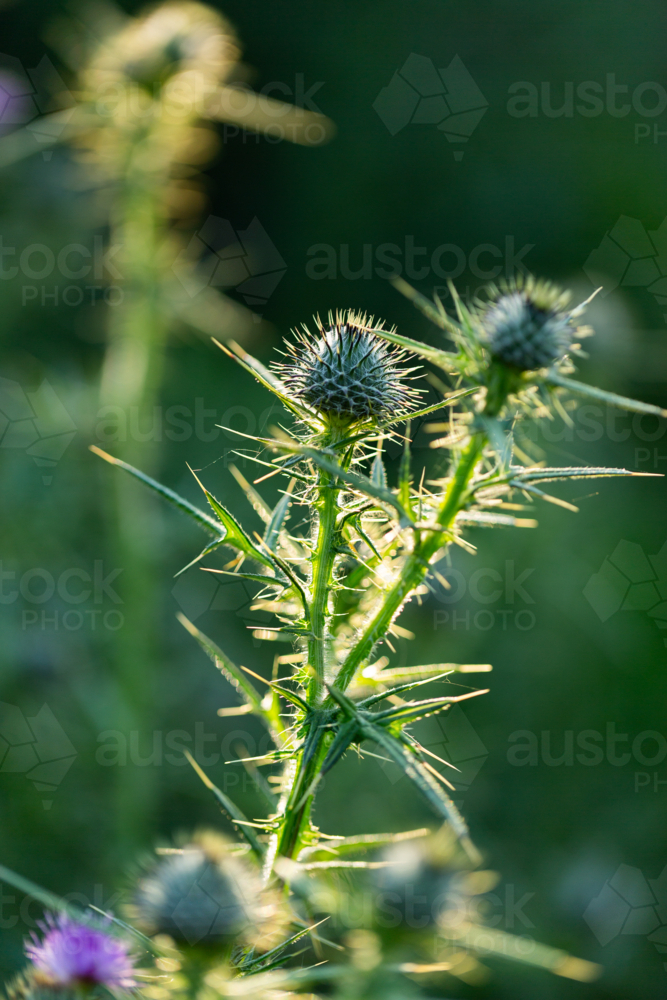 Image of spikey Scotch thistle weed with green buds growing in ...